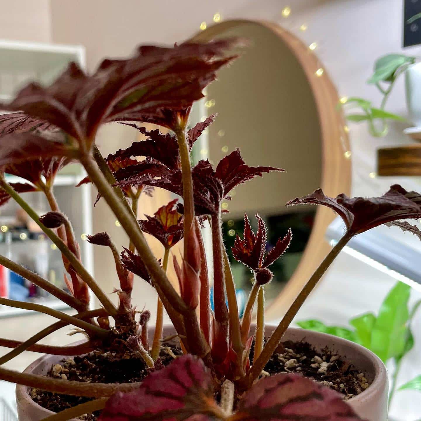 Rex Begonia: Plant Care & Growing! | Plantcarefully