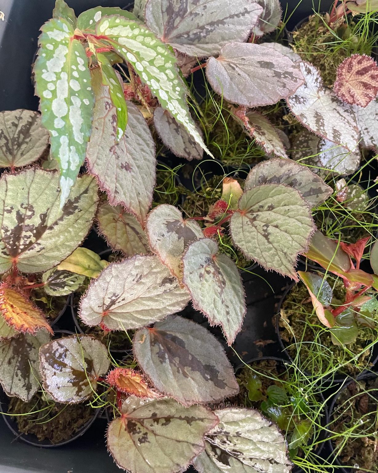 Rex Begonia: Plant Care & Growing! | Plantcarefully