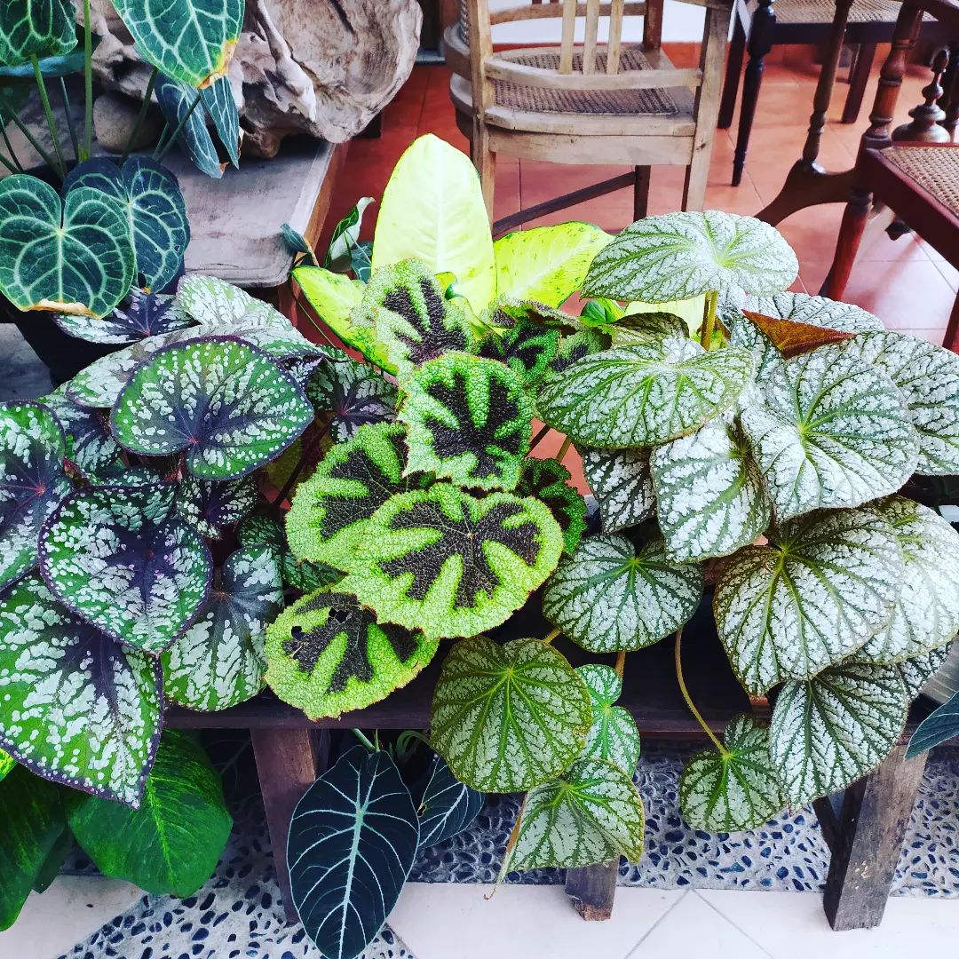 Rex Begonia: Plant Care & Growing! | Plantcarefully