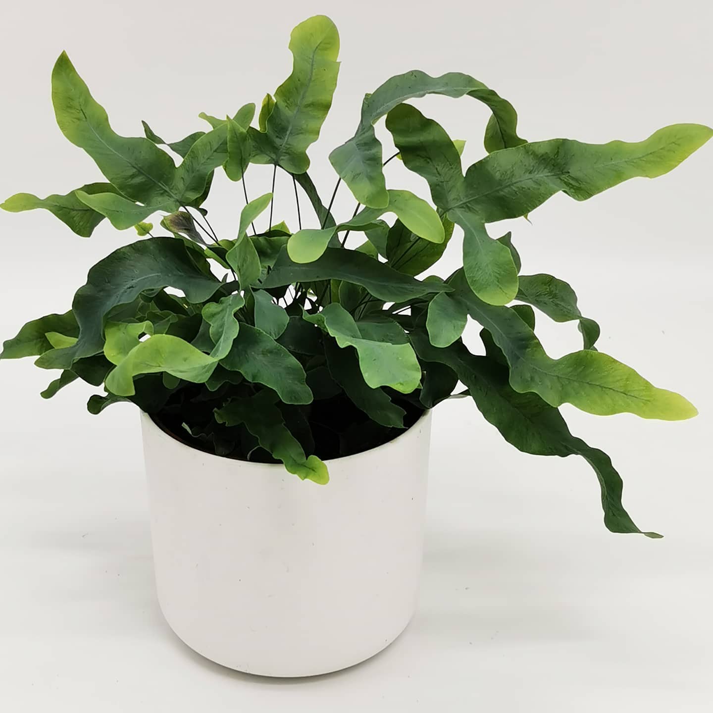 Blue Star Fern Care and Growing Guide | Plantcarefully
