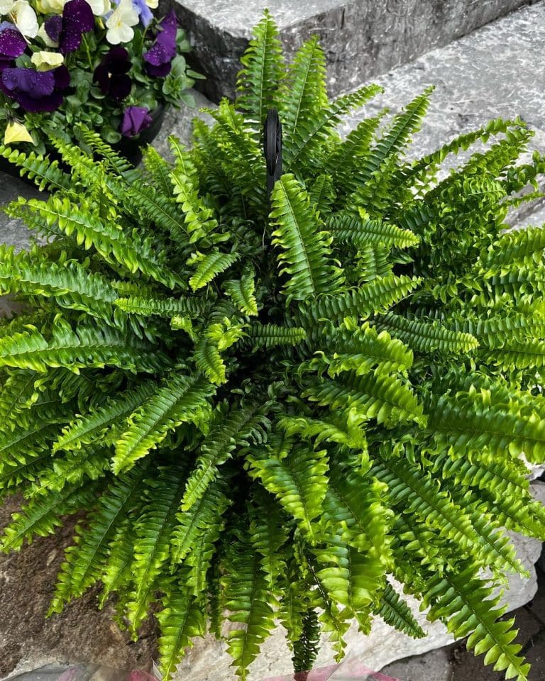 Growing Boston Ferns: Care Tips! | Plantcarefully