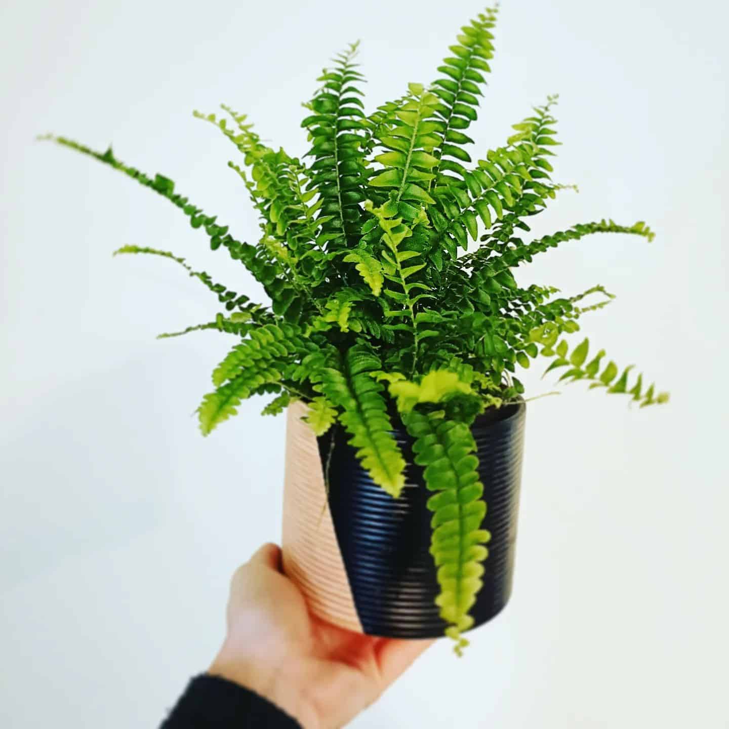 Growing Boston Ferns: Care Tips! | Plantcarefully