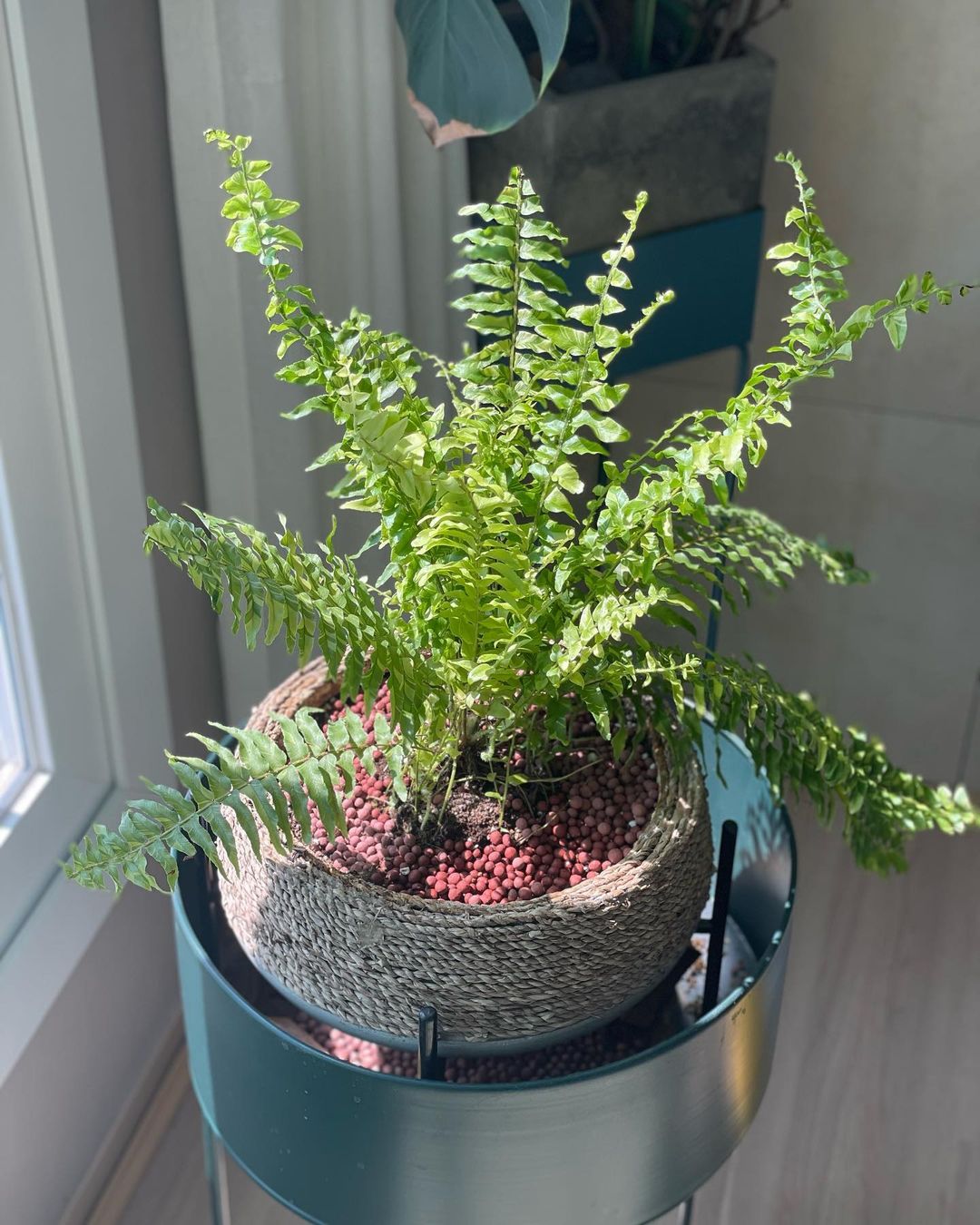 Growing Boston Ferns: Care Tips! | Plantcarefully