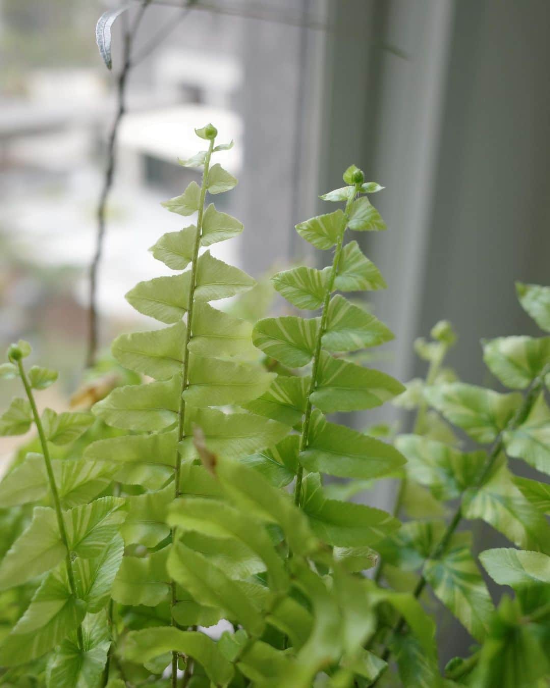 Growing Boston Ferns: Care Tips! | Plantcarefully