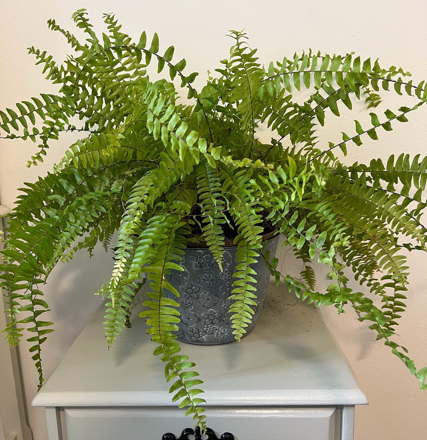Growing Boston Ferns: Care Tips! | Plantcarefully