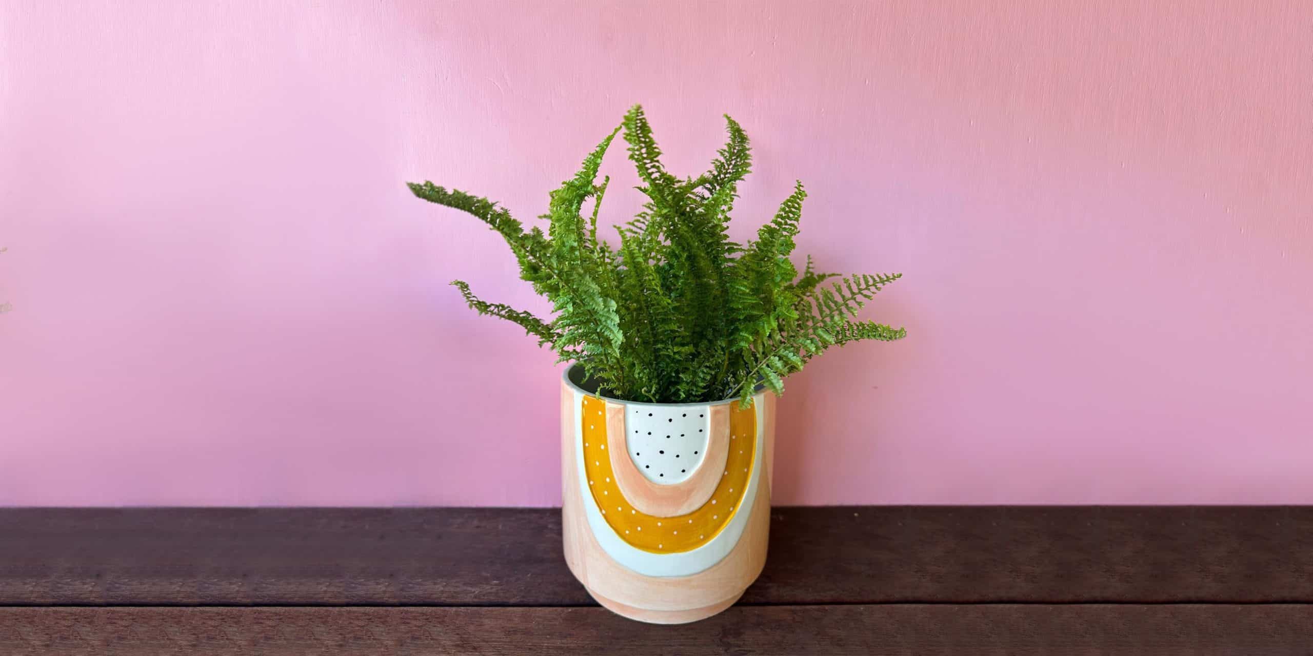 Growing Boston Ferns: Care Tips! | Plantcarefully