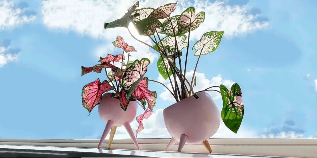 Caladium: Care and Growing Tips! | Plantcarefully