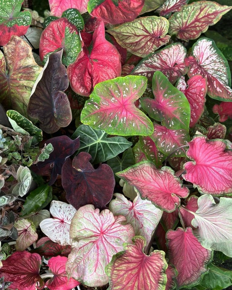 Caladium: Care and Growing Tips! | Plantcarefully