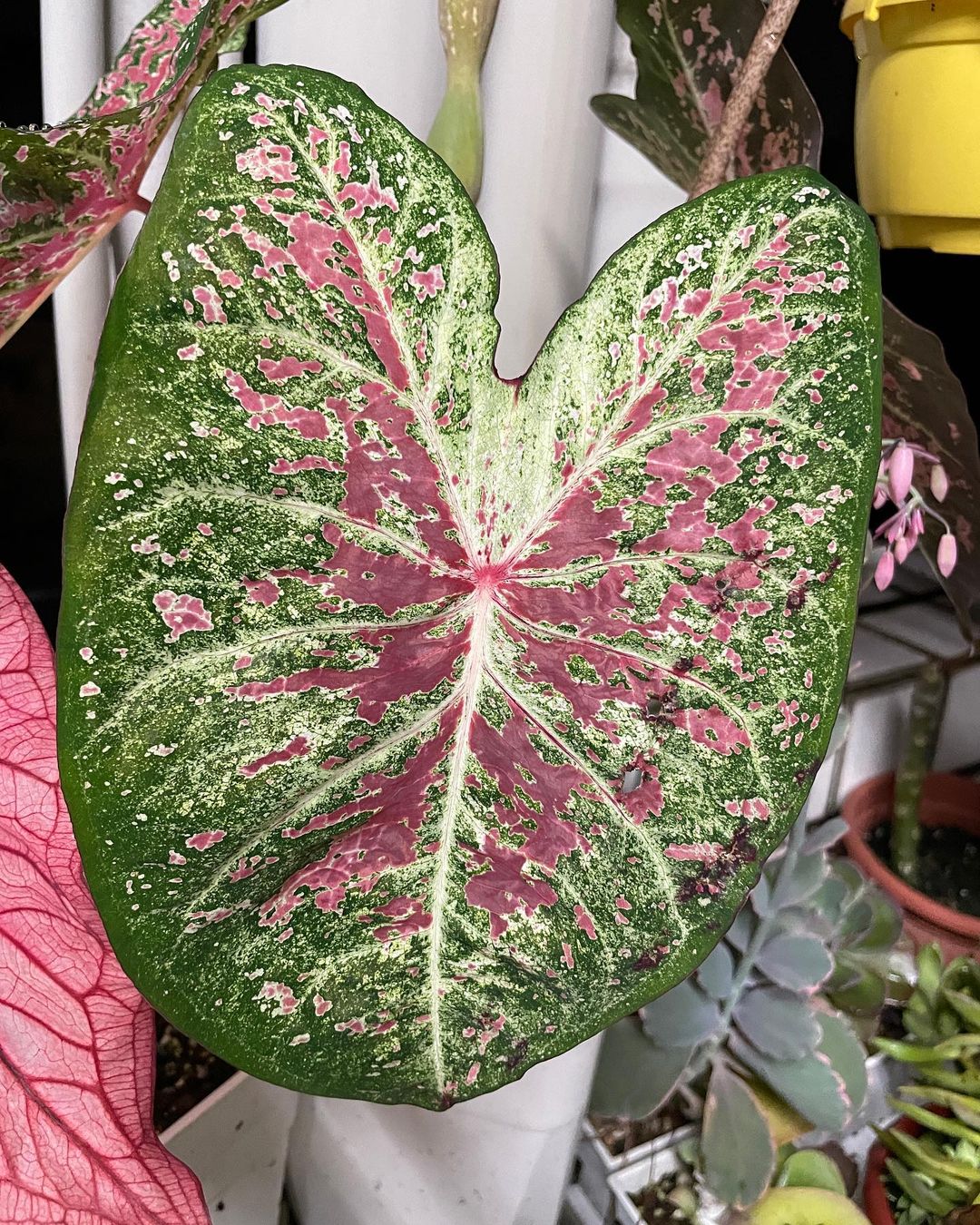 Caladium: Care and Growing Tips! | Plantcarefully