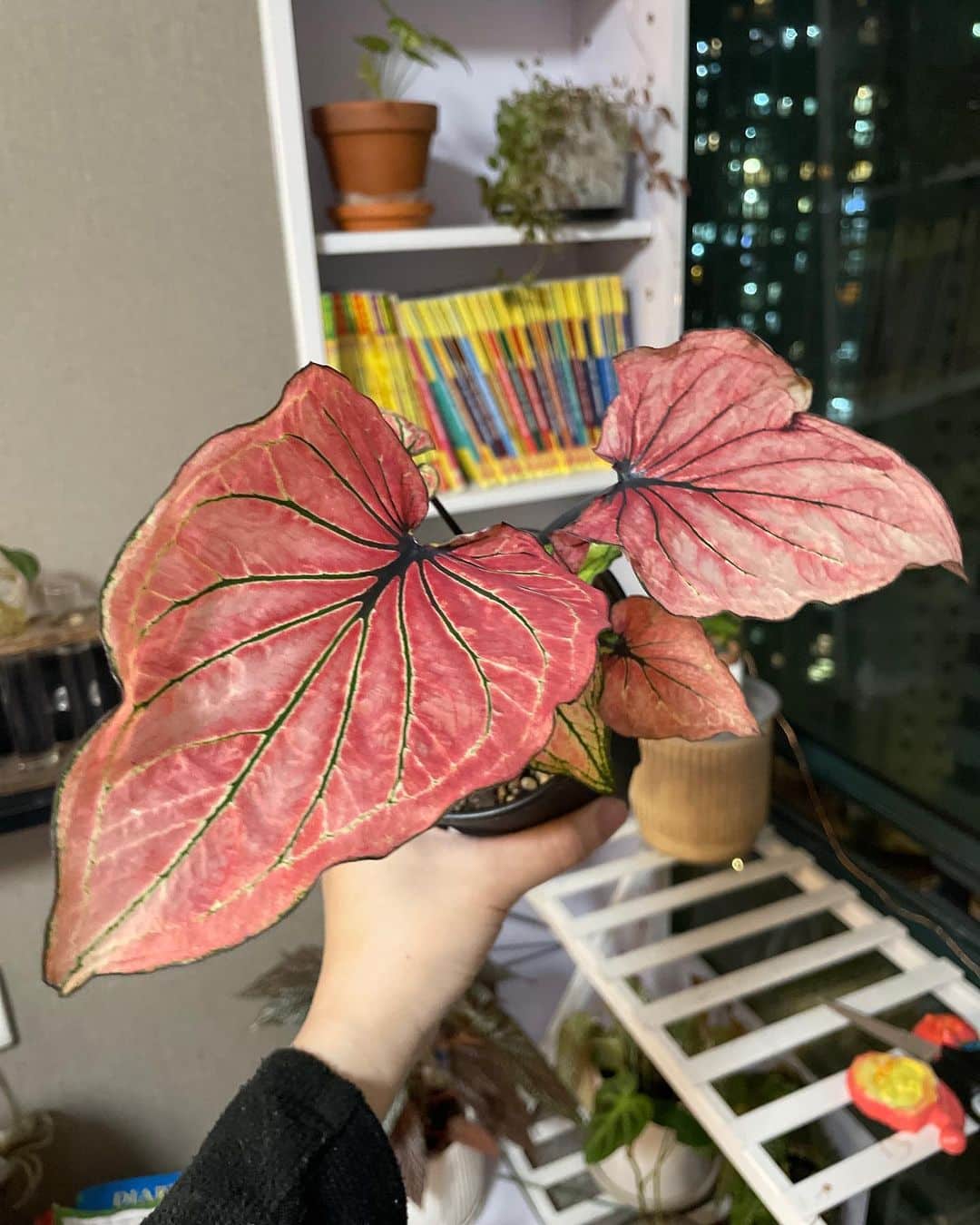 Caladium: Care and Growing Tips! | Plantcarefully