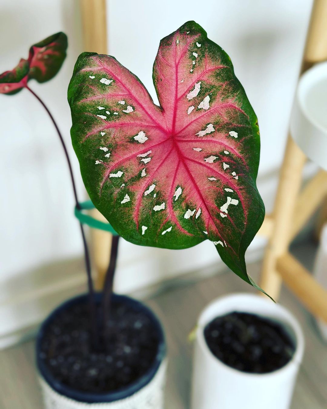 Caladium: Care and Growing Tips! | Plantcarefully