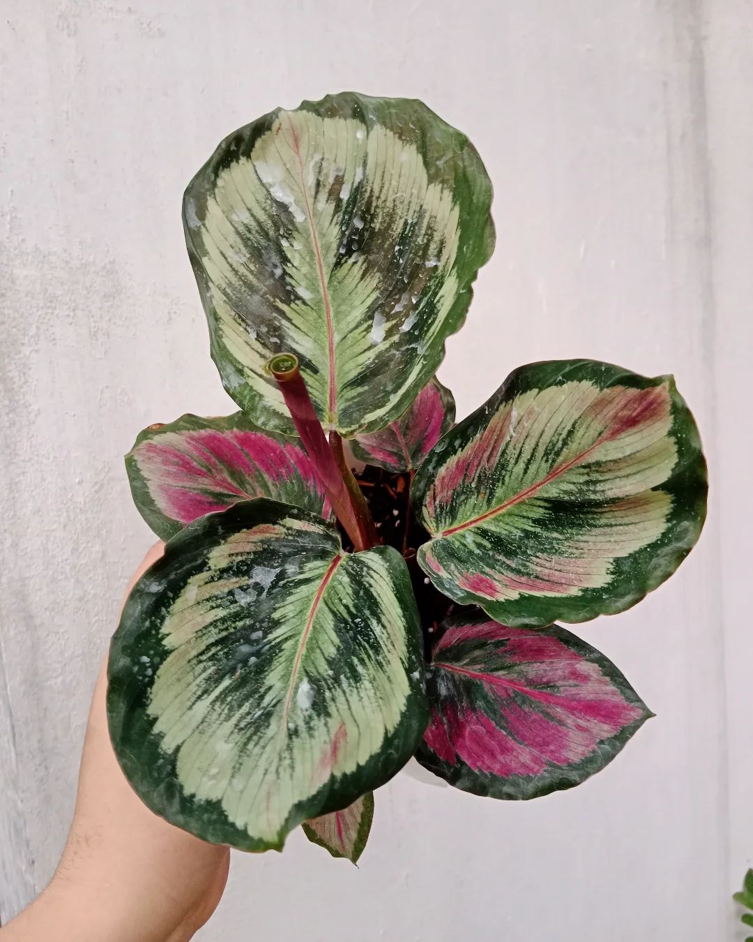Calathea Medallion Care + Growing Tips | Plantcarefully