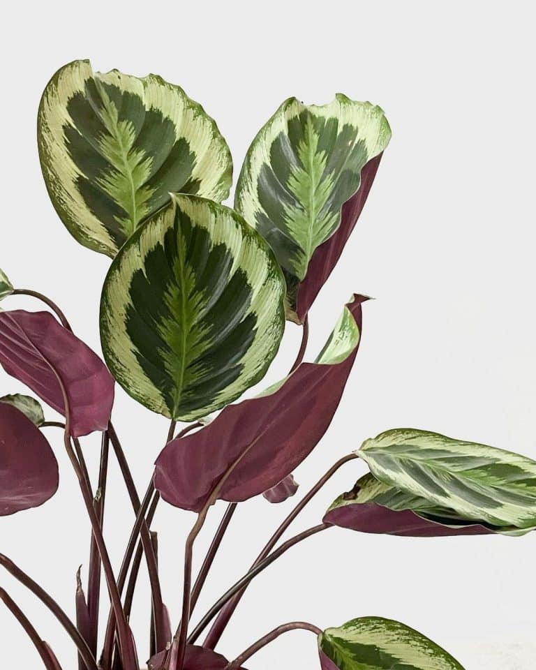 Calathea Medallion Care + Growing Tips | Plantcarefully