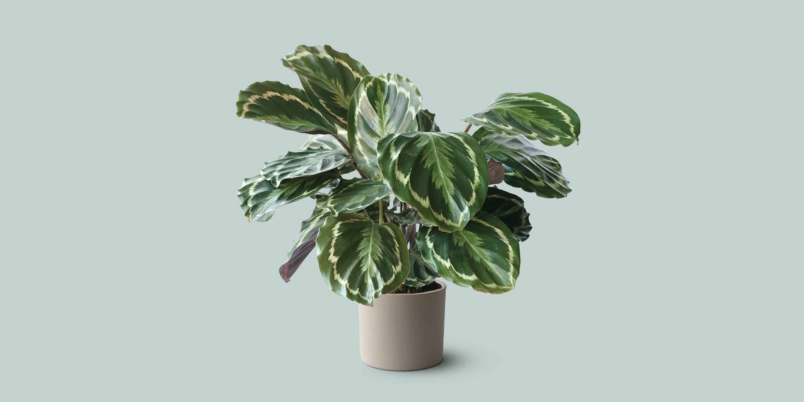 Calathea Medallion Care + Growing Tips | Plantcarefully