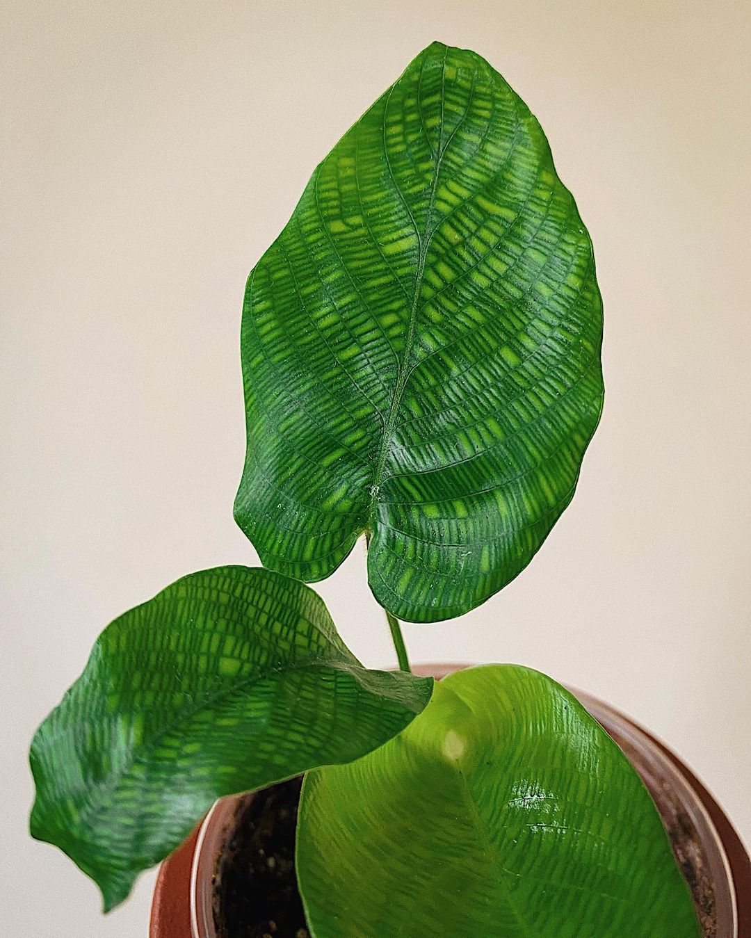 Calathea Musaica Care Guide: Growing Calathea 'Network' | Plantcarefully