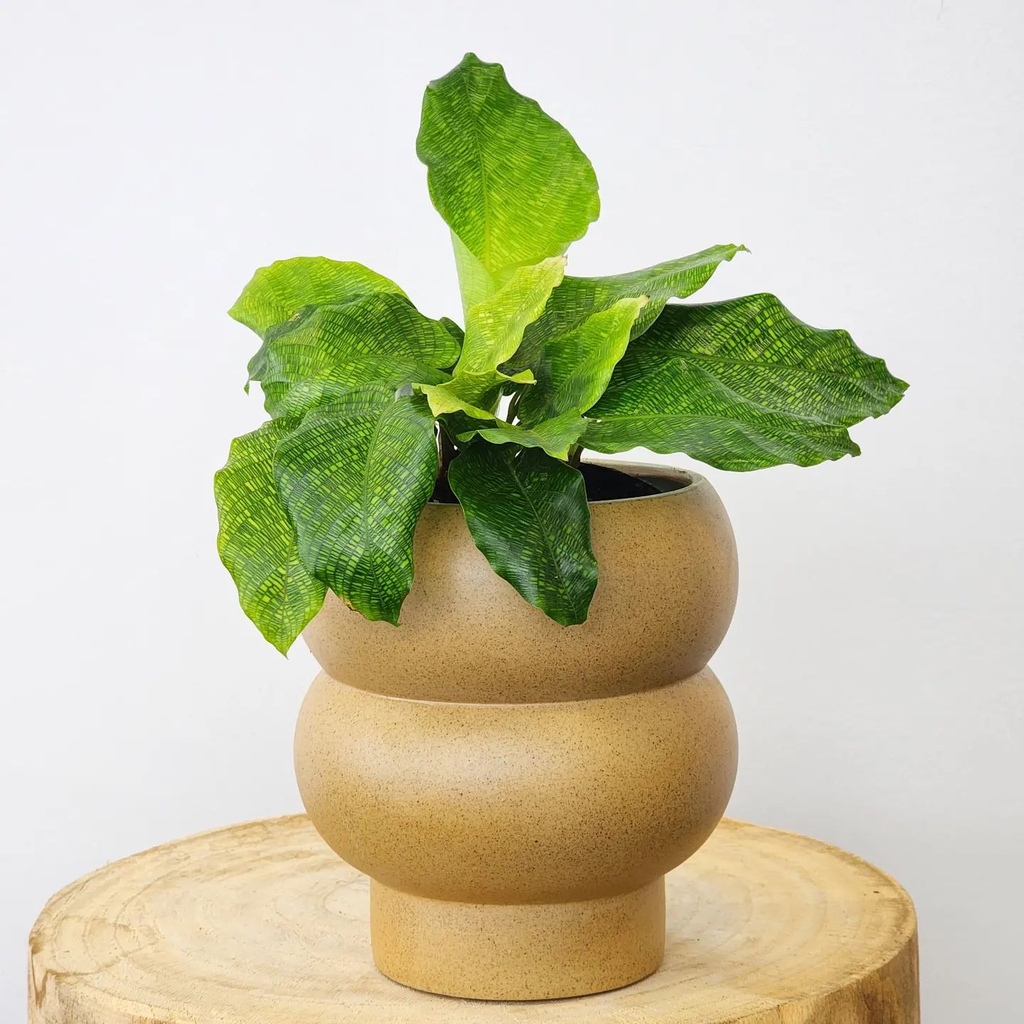 Calathea Musaica Care Guide: Growing Calathea 'Network' | Plantcarefully