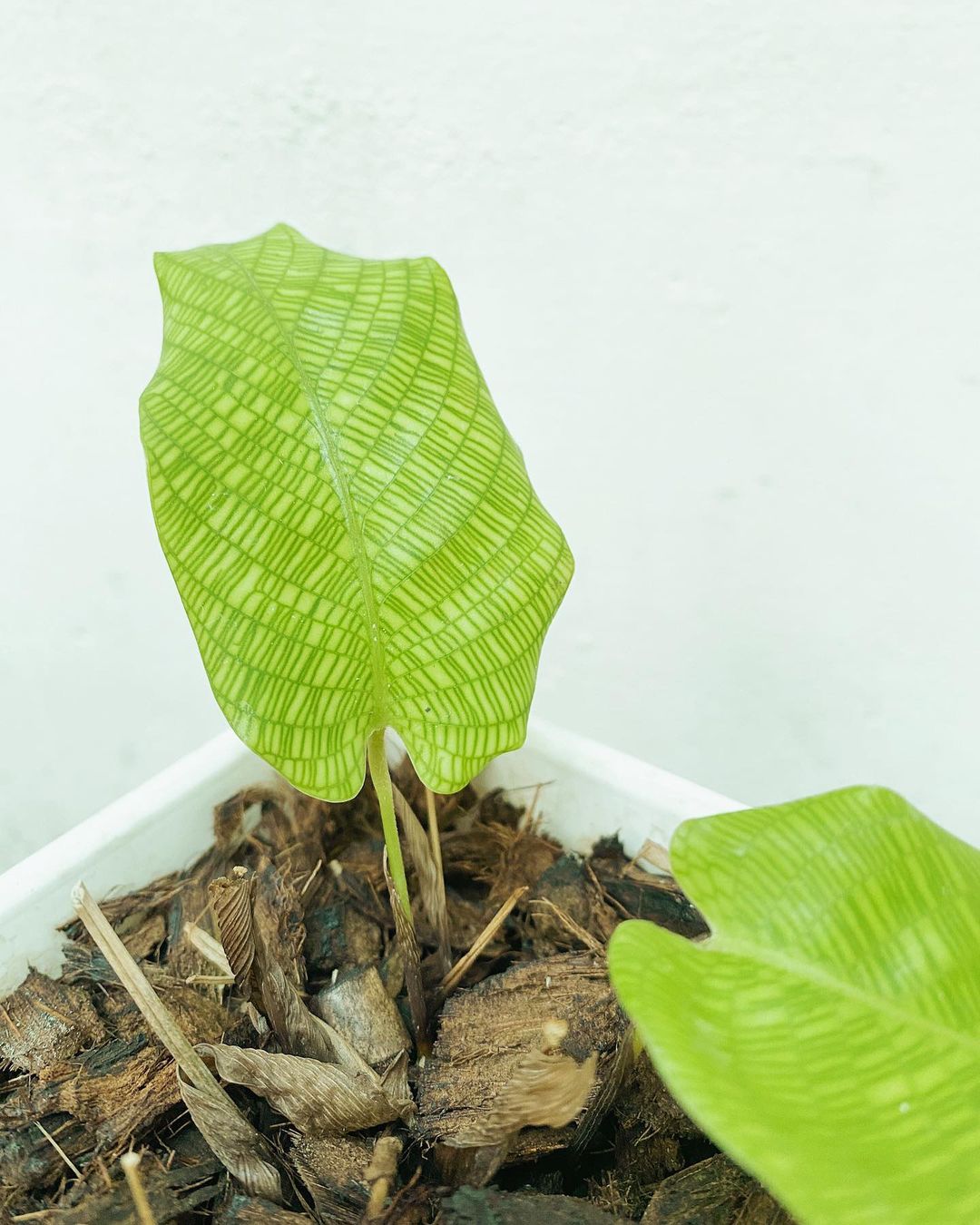 Calathea Musaica Care Guide: Growing Calathea 'Network' | Plantcarefully
