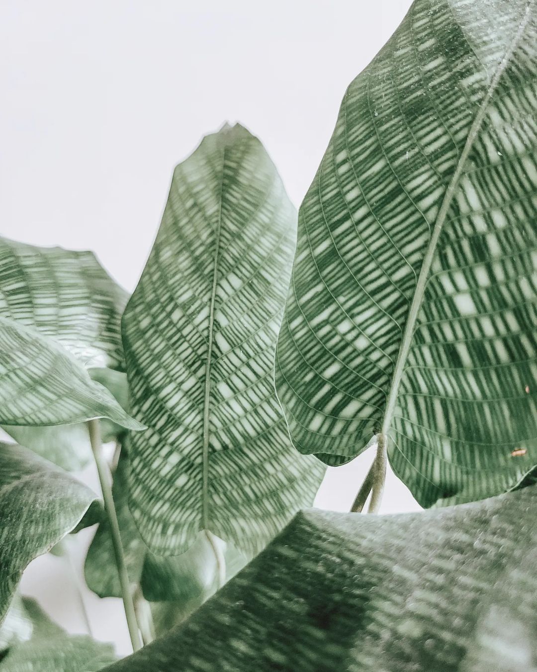 Calathea Musaica Care Guide: Growing Calathea 'Network' | Plantcarefully