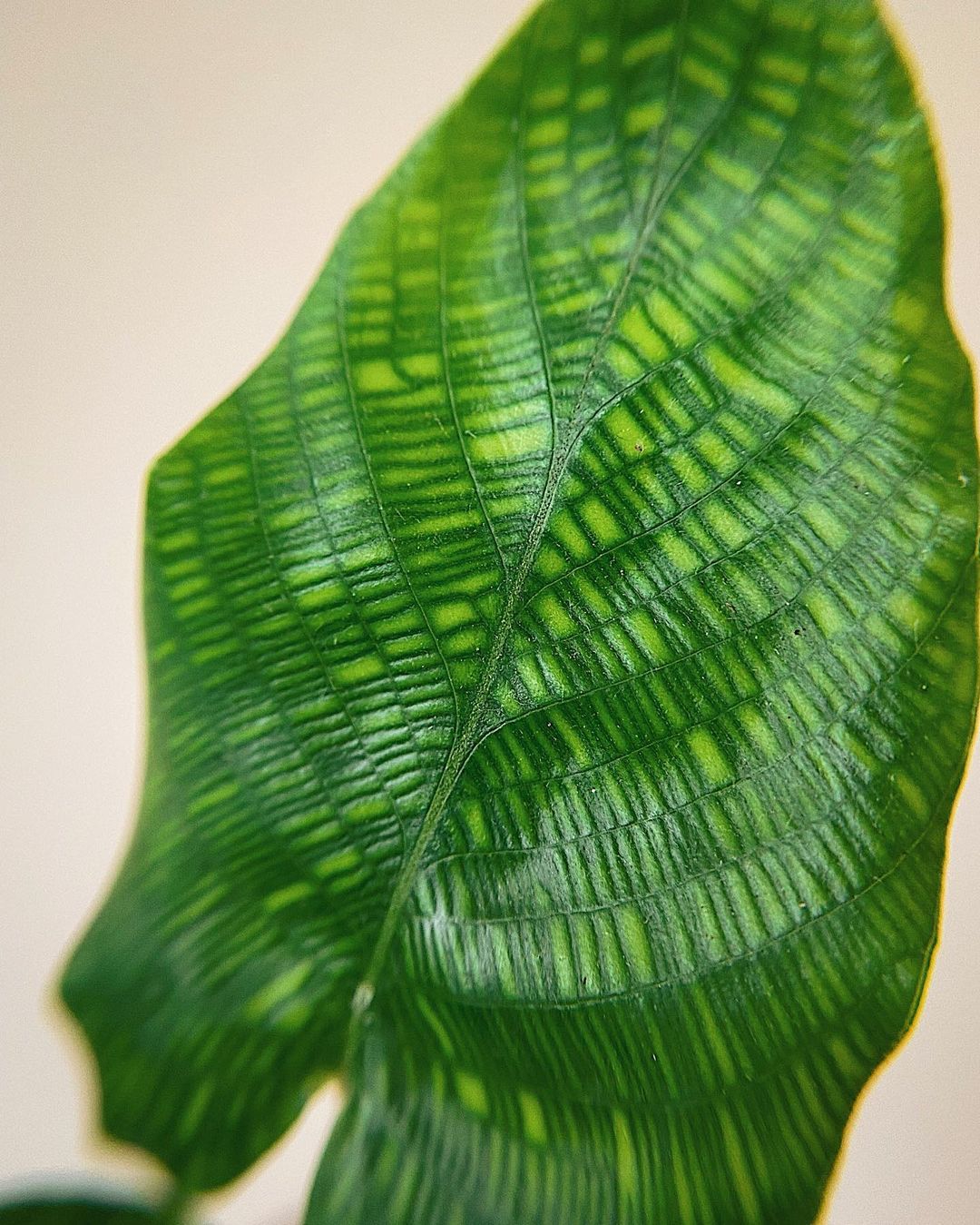 Calathea Musaica Care Guide: Growing Calathea 'Network' | Plantcarefully