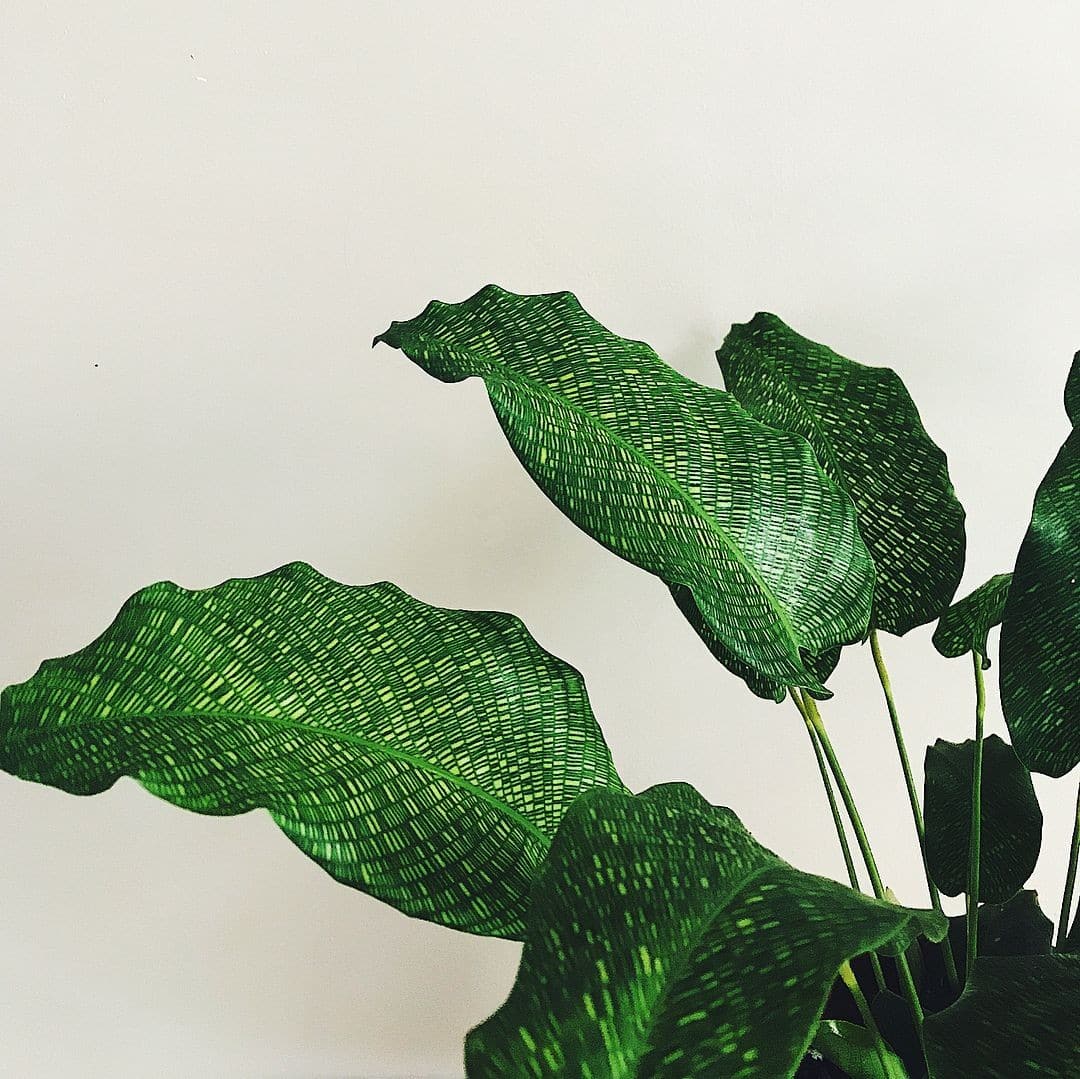 Calathea Musaica Care Guide: Growing Calathea 'Network' | Plantcarefully
