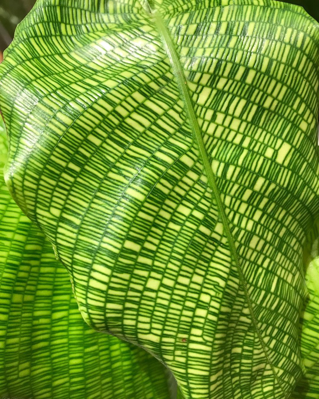 Calathea Musaica Care Guide: Growing Calathea 'Network' | Plantcarefully