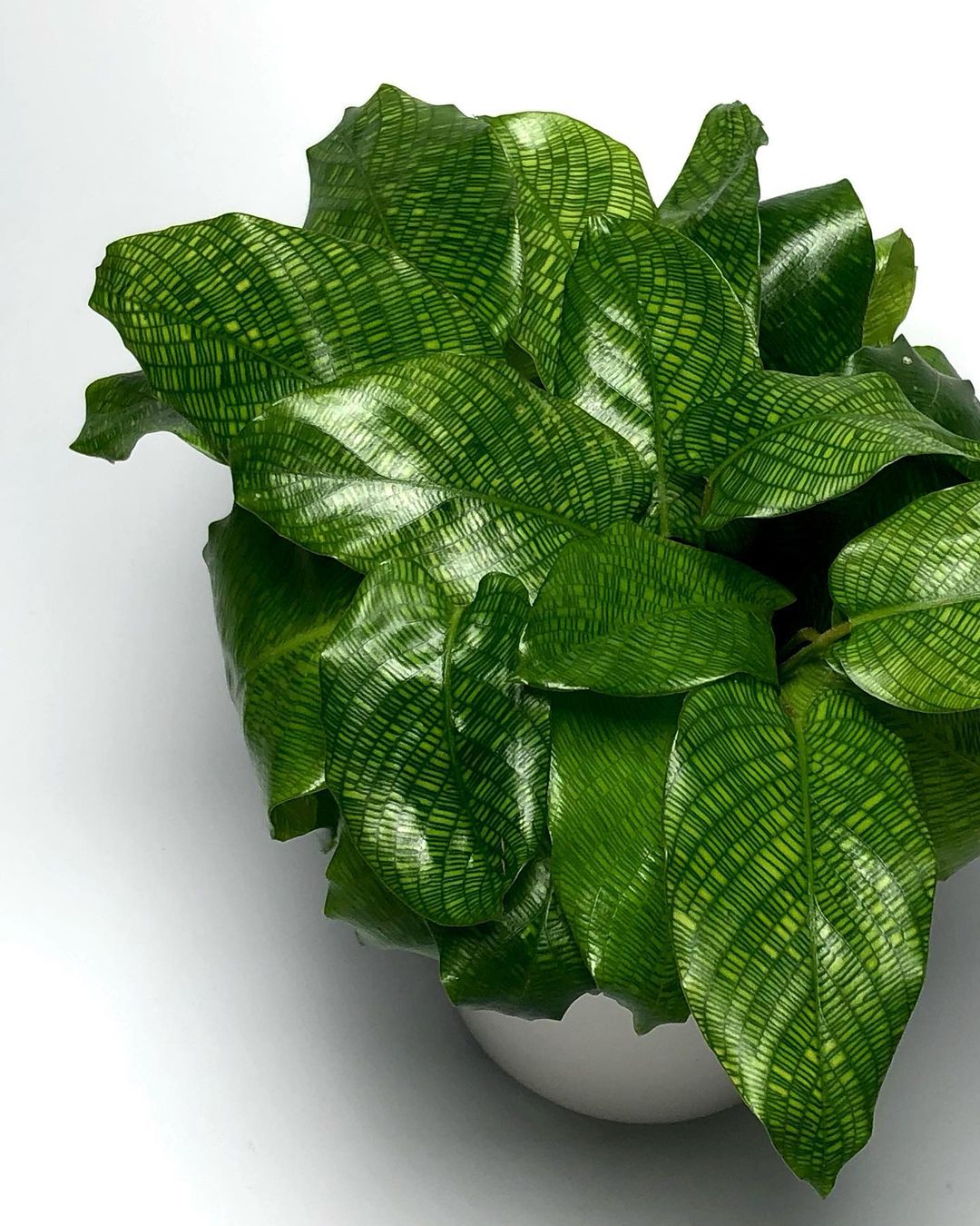 Calathea Musaica Care Guide: Growing Calathea 'Network' | Plantcarefully