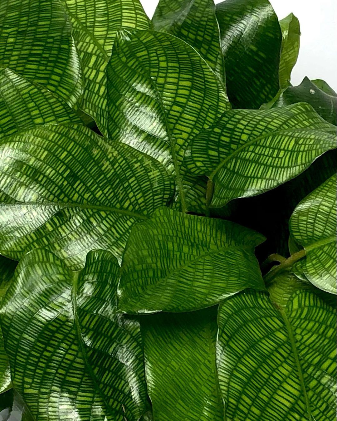 Calathea Musaica Care Guide: Growing Calathea 'Network' | Plantcarefully