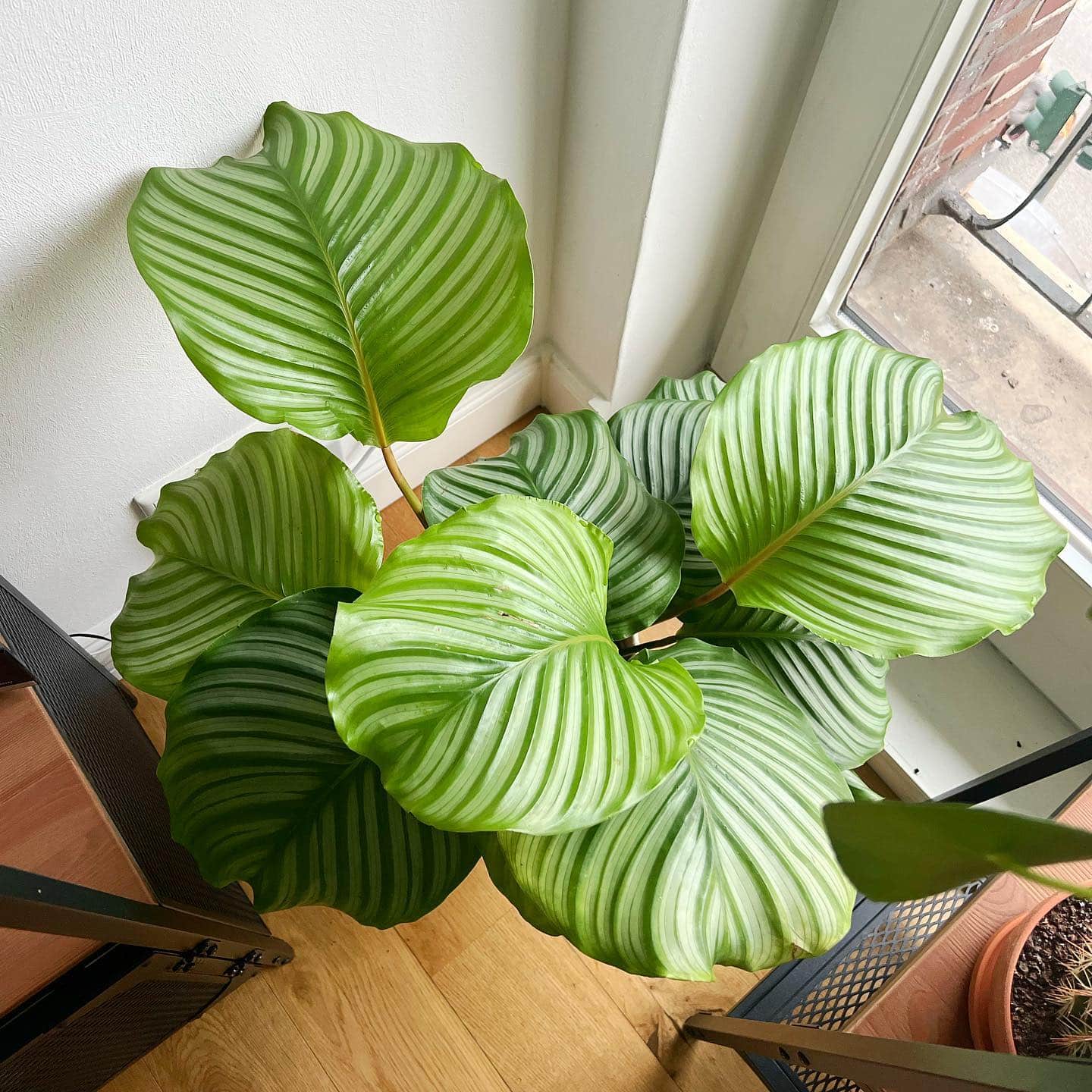 Calathea Orbifolia Lasst Blatter Hangen