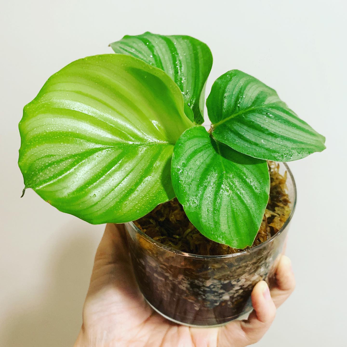Calathea Orbifolia: Care and Growing Tips | Plantcarefully