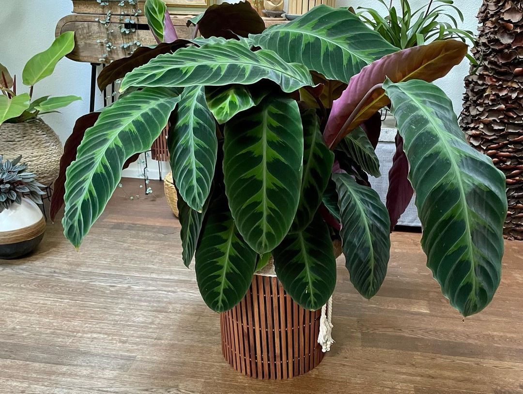 Calathea Warscewiczii Care and Growing Guide | Plantcarefully