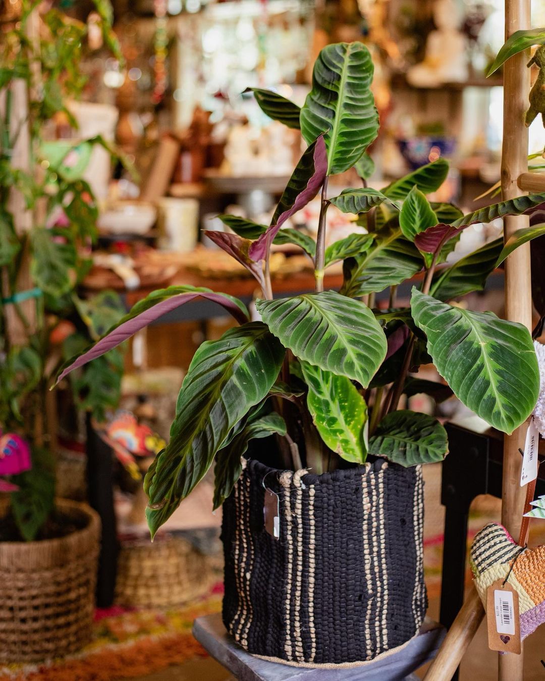 Calathea Warscewiczii Care and Growing Guide | Plantcarefully