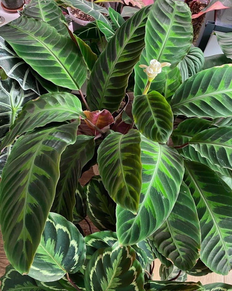 Calathea Warscewiczii Care and Growing Guide | Plantcarefully