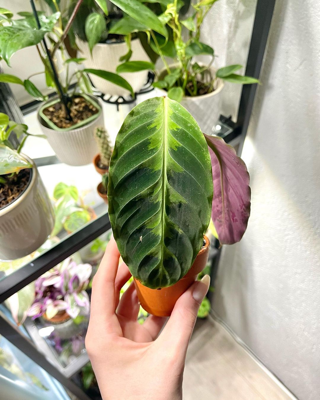 Calathea Warscewiczii Care and Growing Guide | Plantcarefully