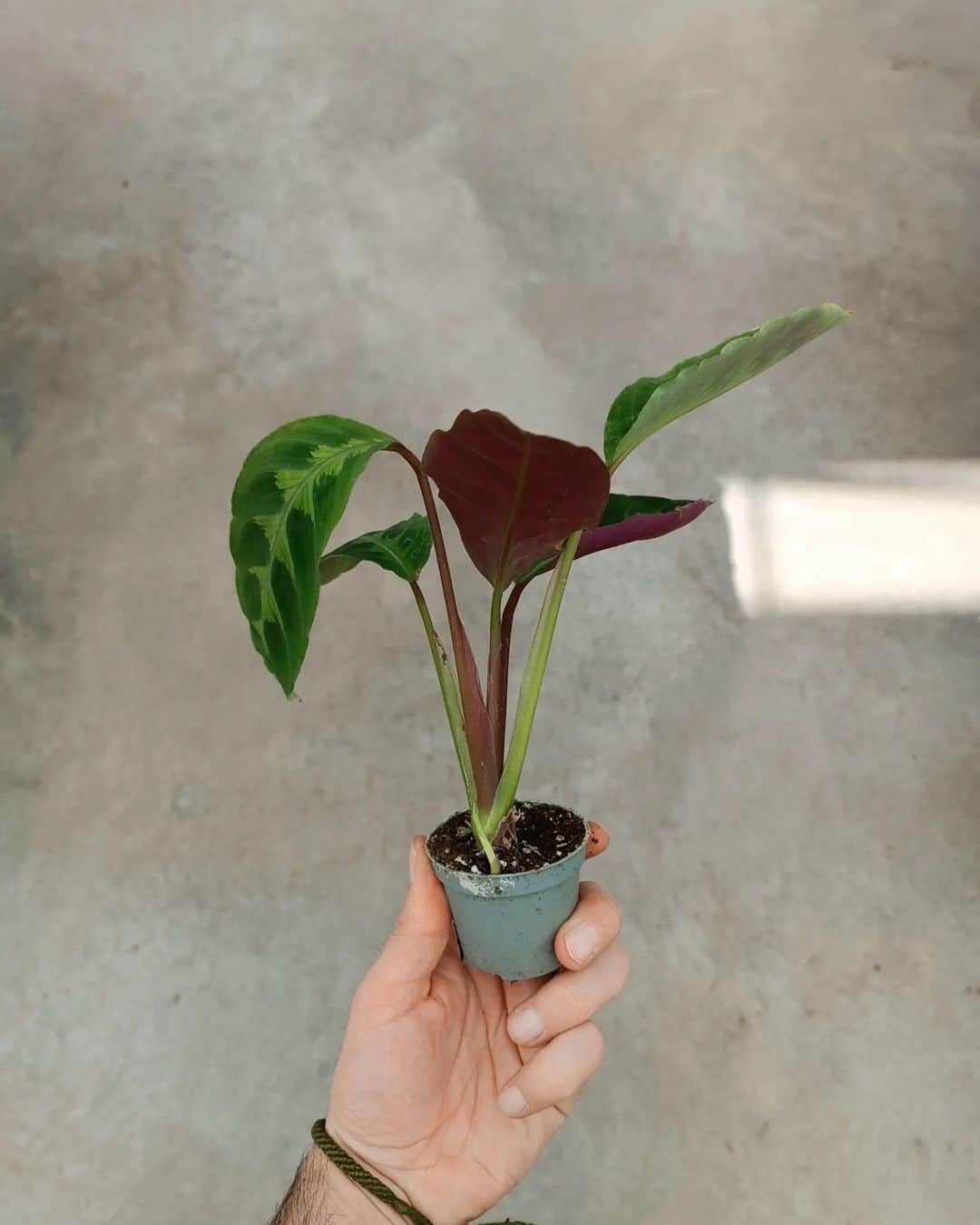 Calathea Warscewiczii Care and Growing Guide | Plantcarefully