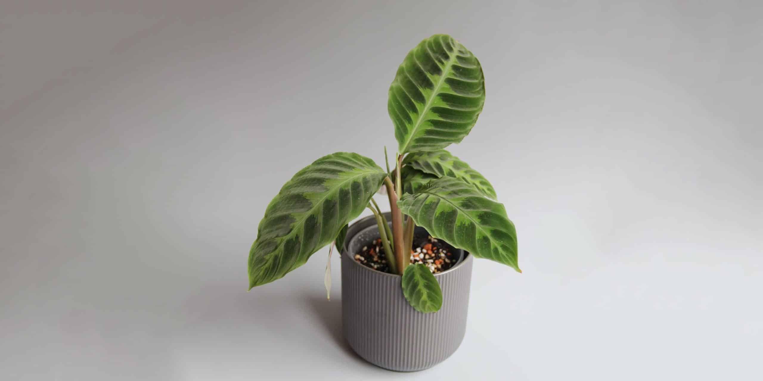Calathea Warscewiczii Care and Growing Guide | Plantcarefully