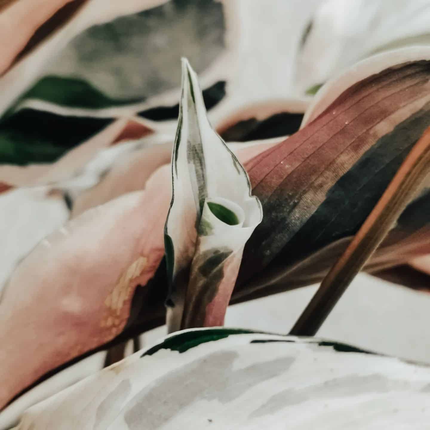 Growing White Fusion Calathea: Care Tips! | Plantcarefully