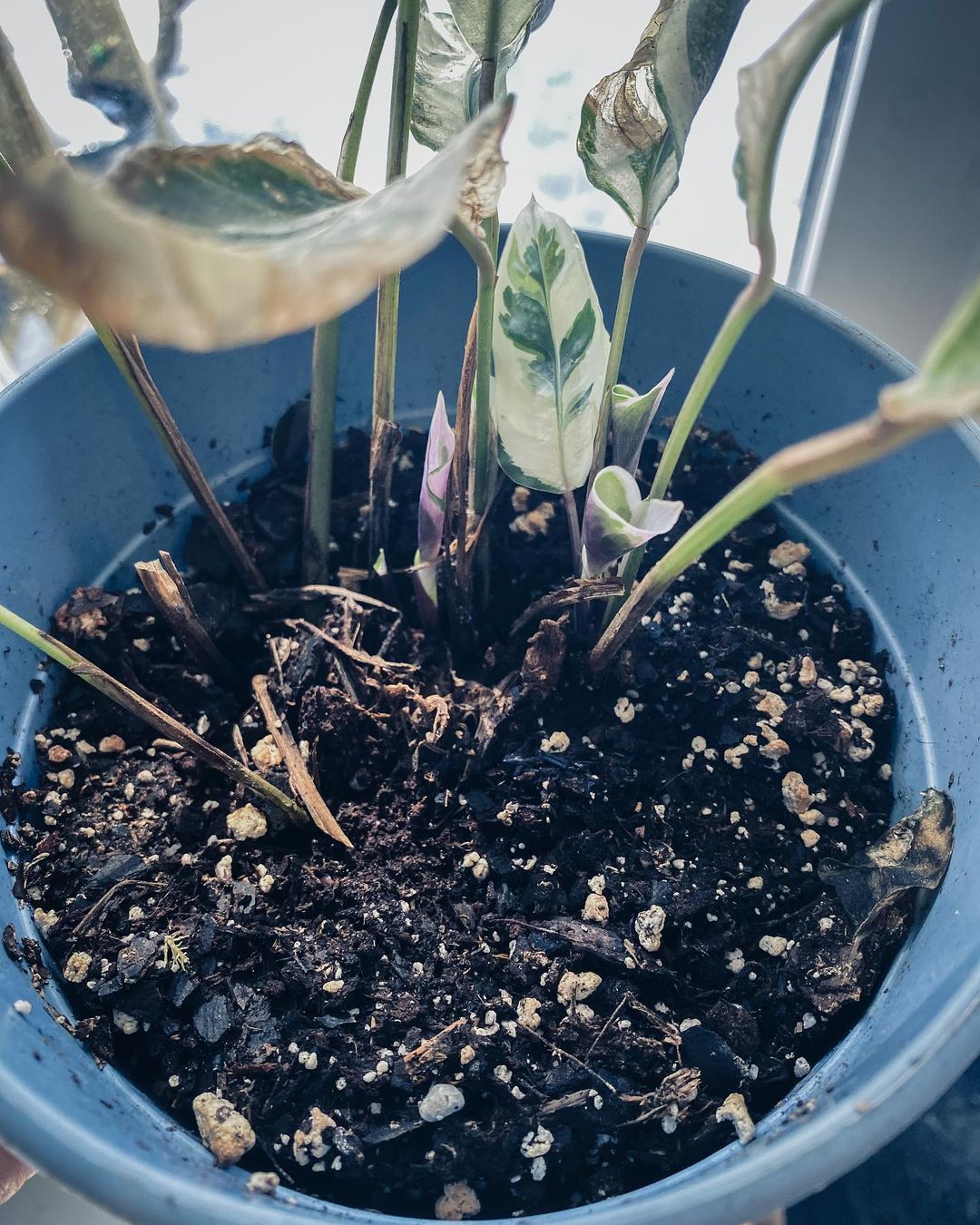 Growing White Fusion Calathea: Care Tips! | Plantcarefully