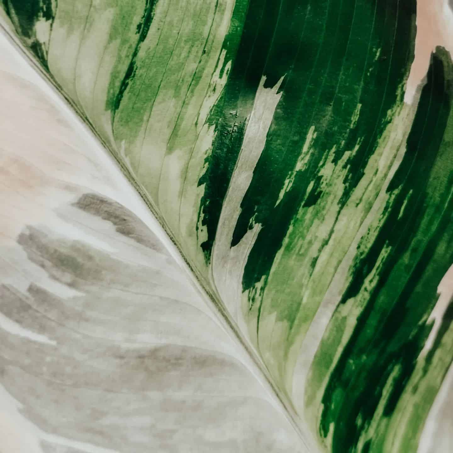 Growing White Fusion Calathea: Care Tips! | Plantcarefully