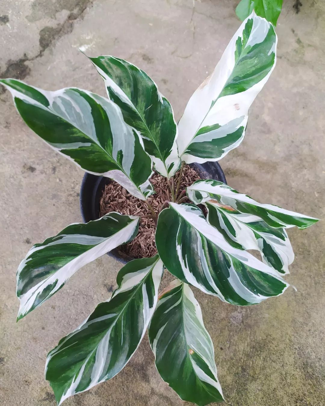 Growing White Fusion Calathea: Care Tips! | Plantcarefully