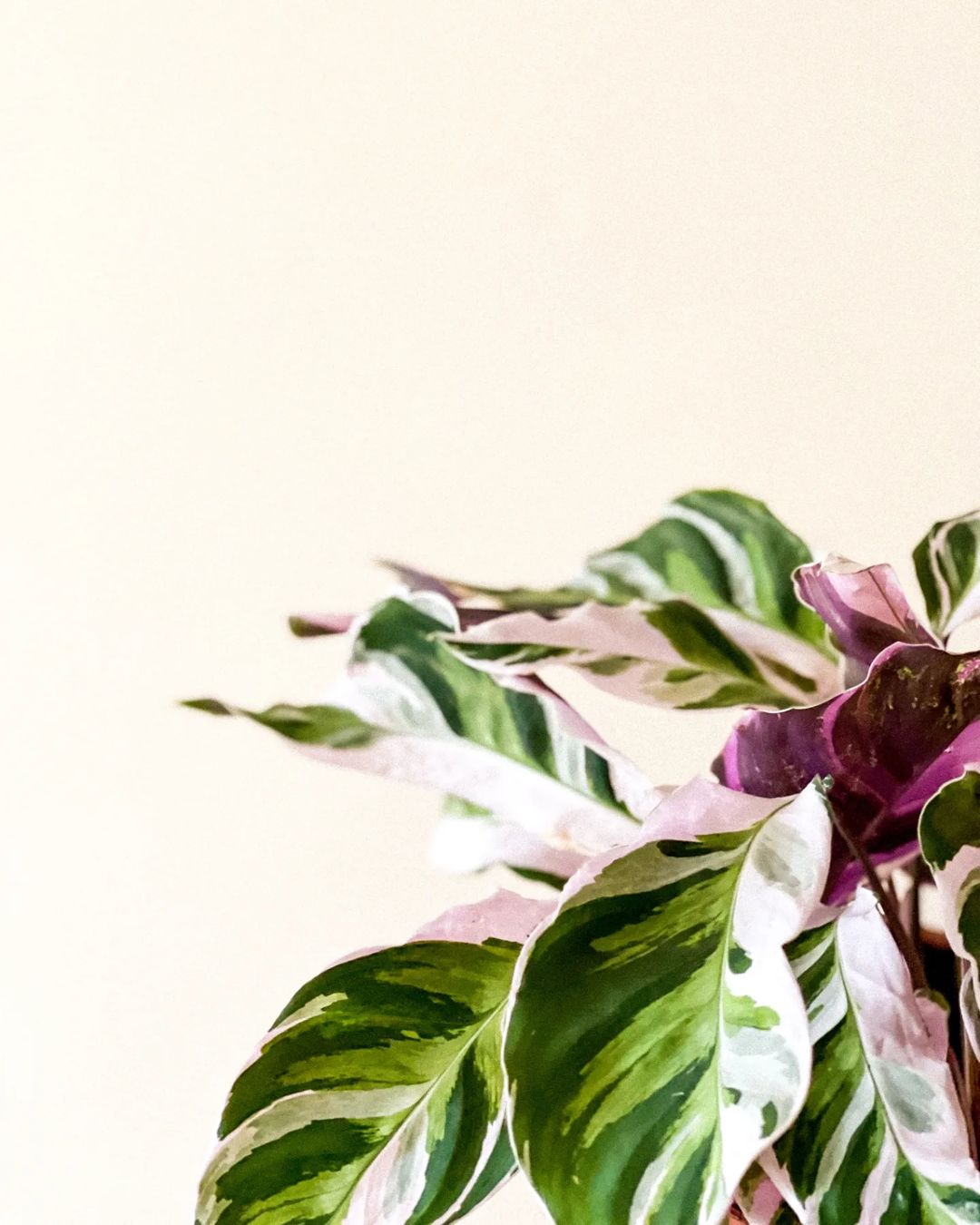 Growing White Fusion Calathea: Care Tips! | Plantcarefully