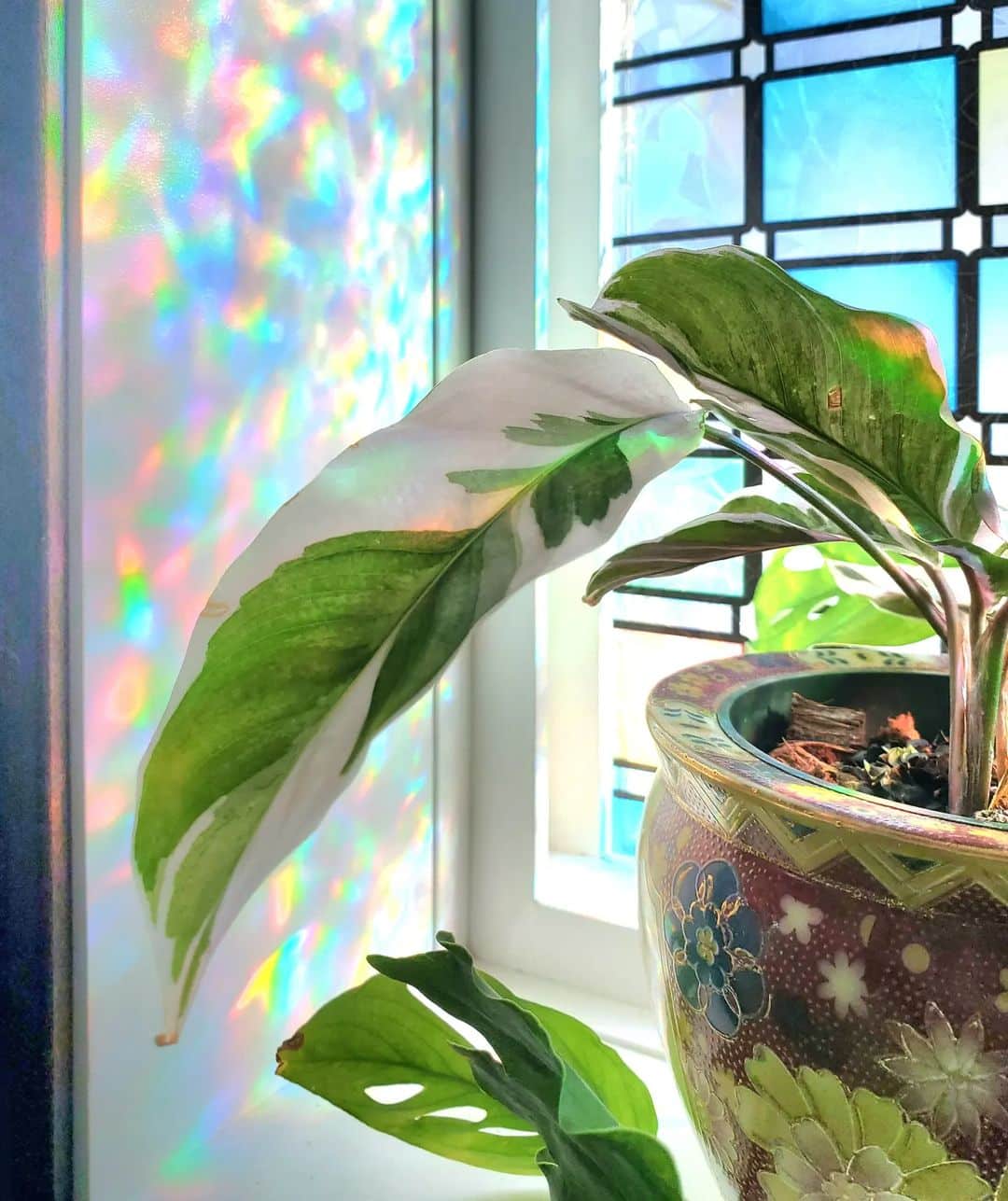 Growing White Fusion Calathea: Care Tips! | Plantcarefully