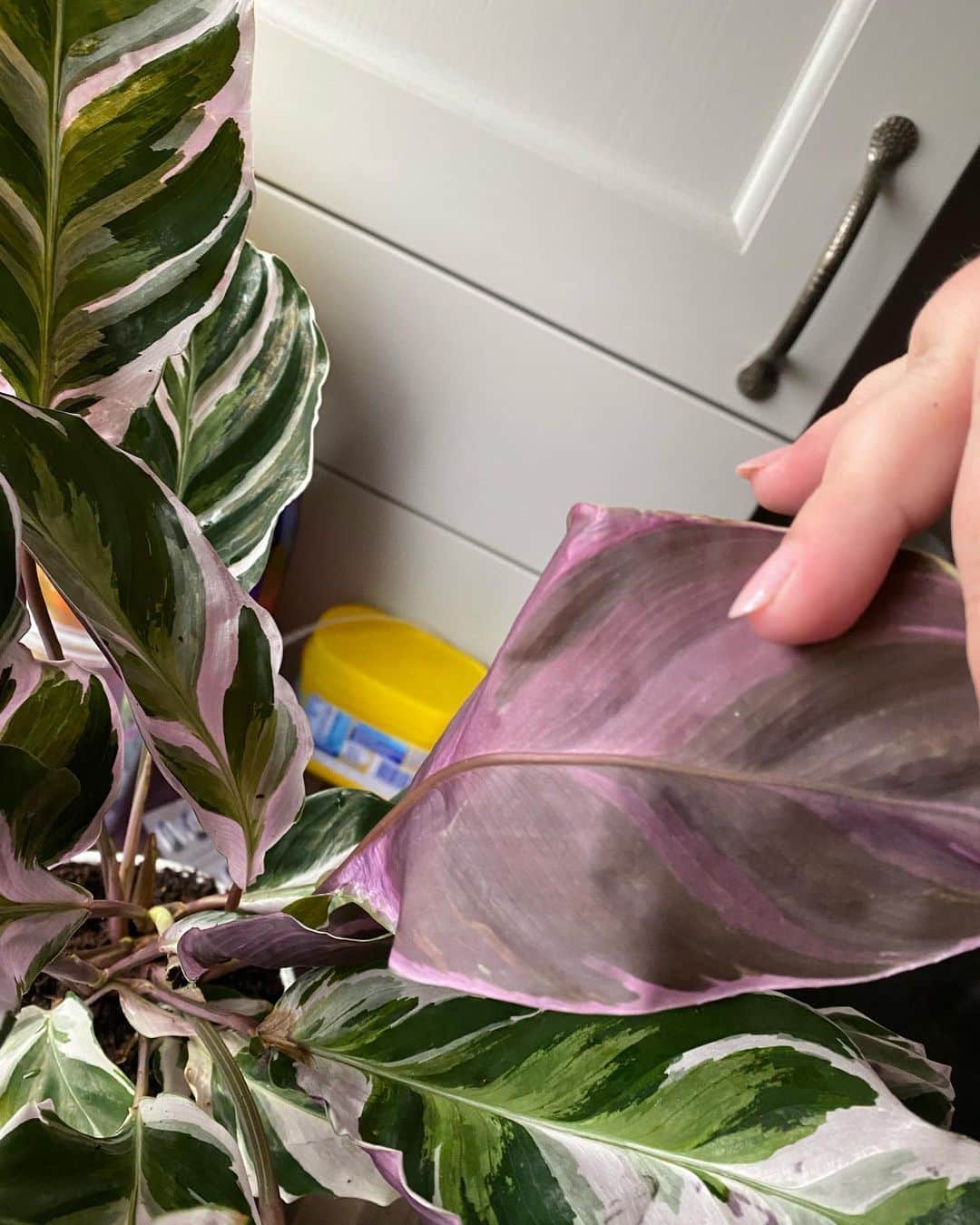 Growing White Fusion Calathea: Care Tips! | Plantcarefully