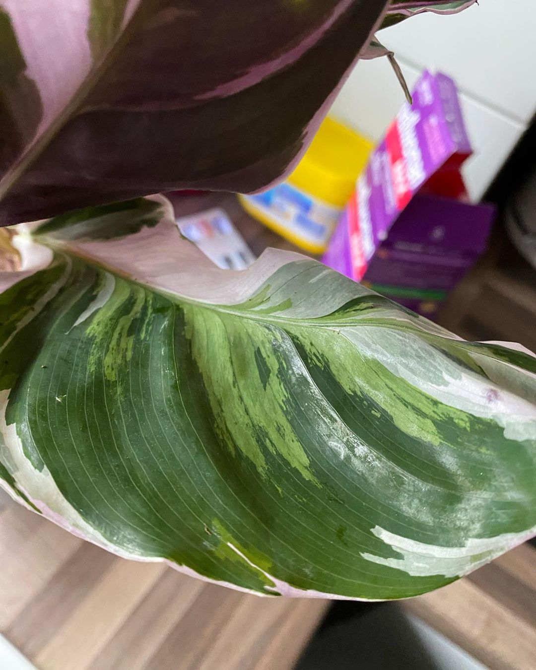 Growing White Fusion Calathea: Care Tips! | Plantcarefully