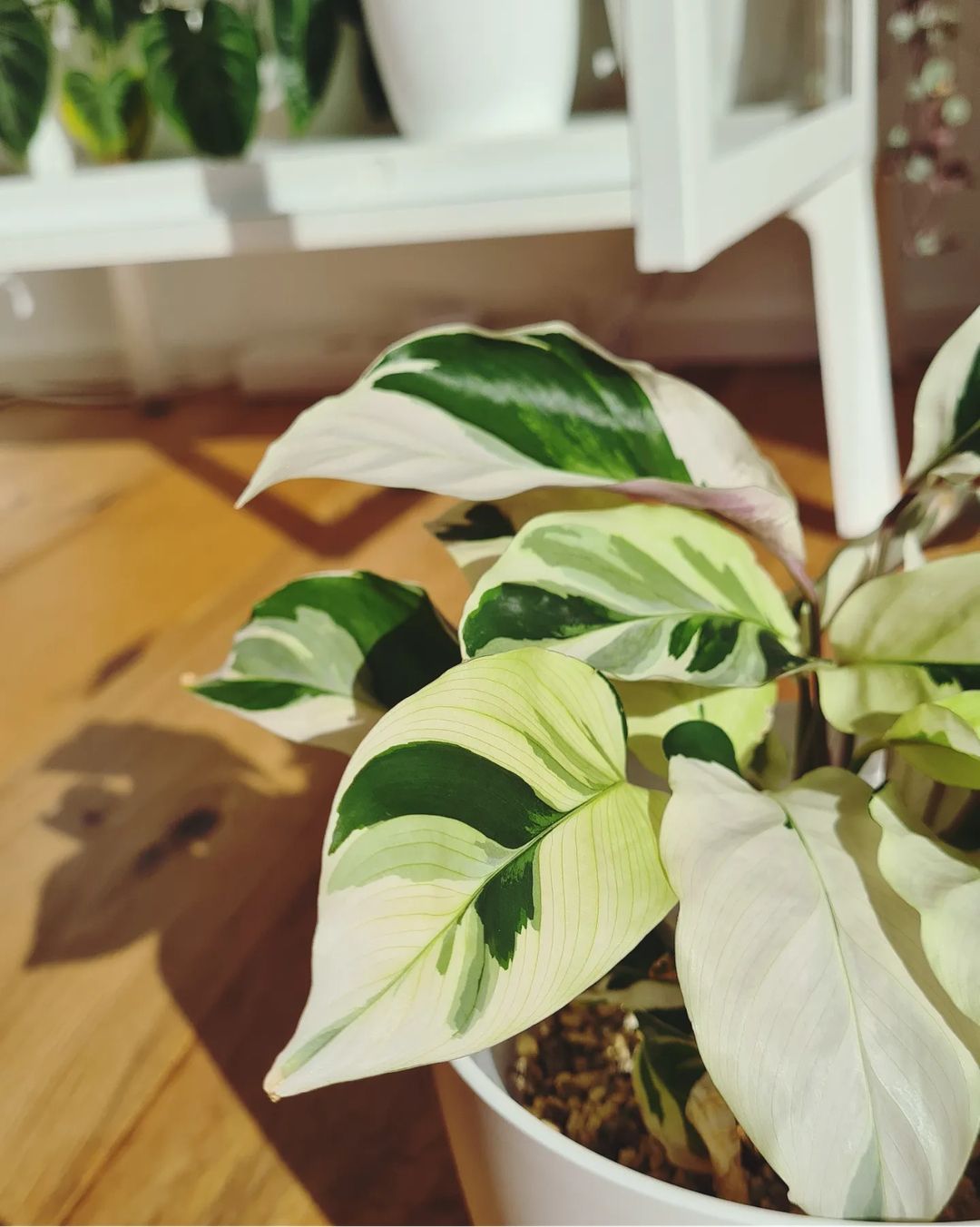 Growing White Fusion Calathea: Care Tips! | Plantcarefully