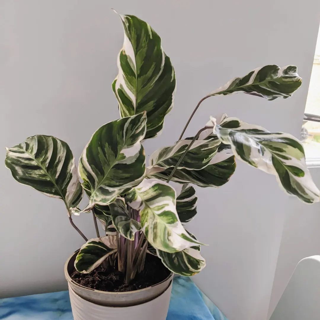 Growing White Fusion Calathea: Care Tips! | Plantcarefully