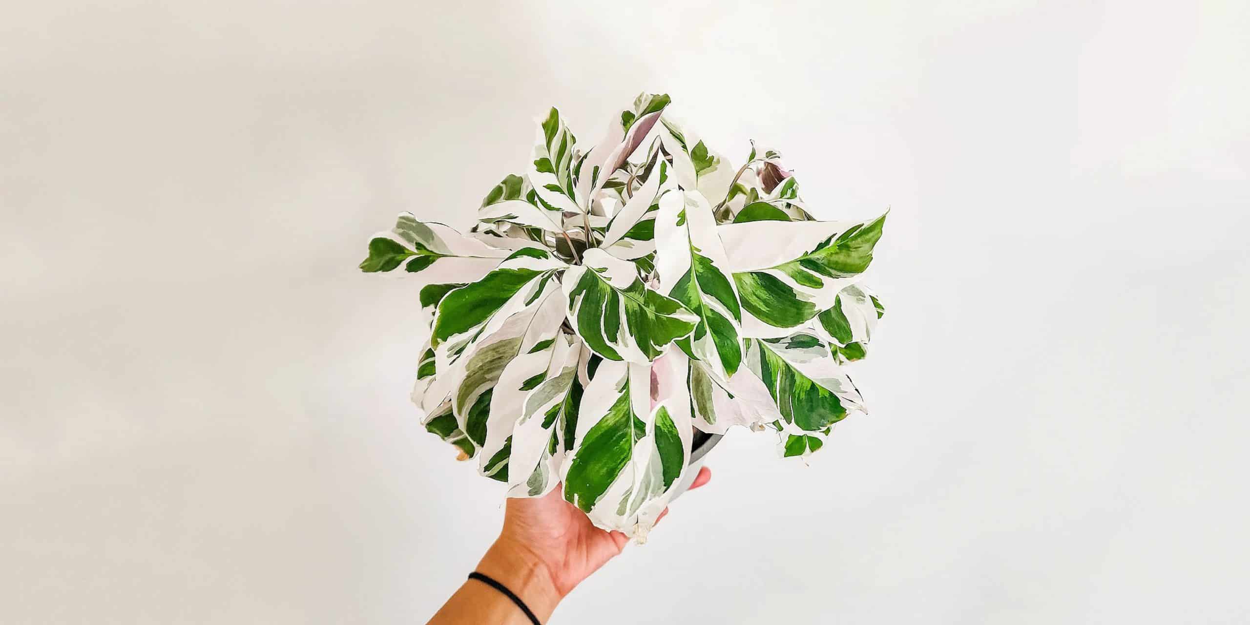 Growing White Fusion Calathea: Care Tips! | Plantcarefully