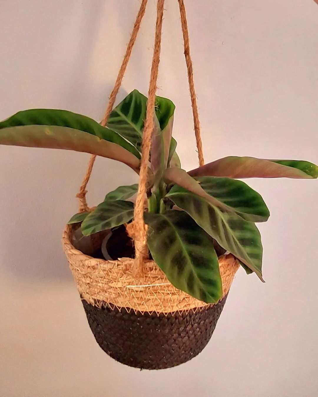Calathea Zebrina (Zebra Plant) Care + Tips! | Plantcarefully