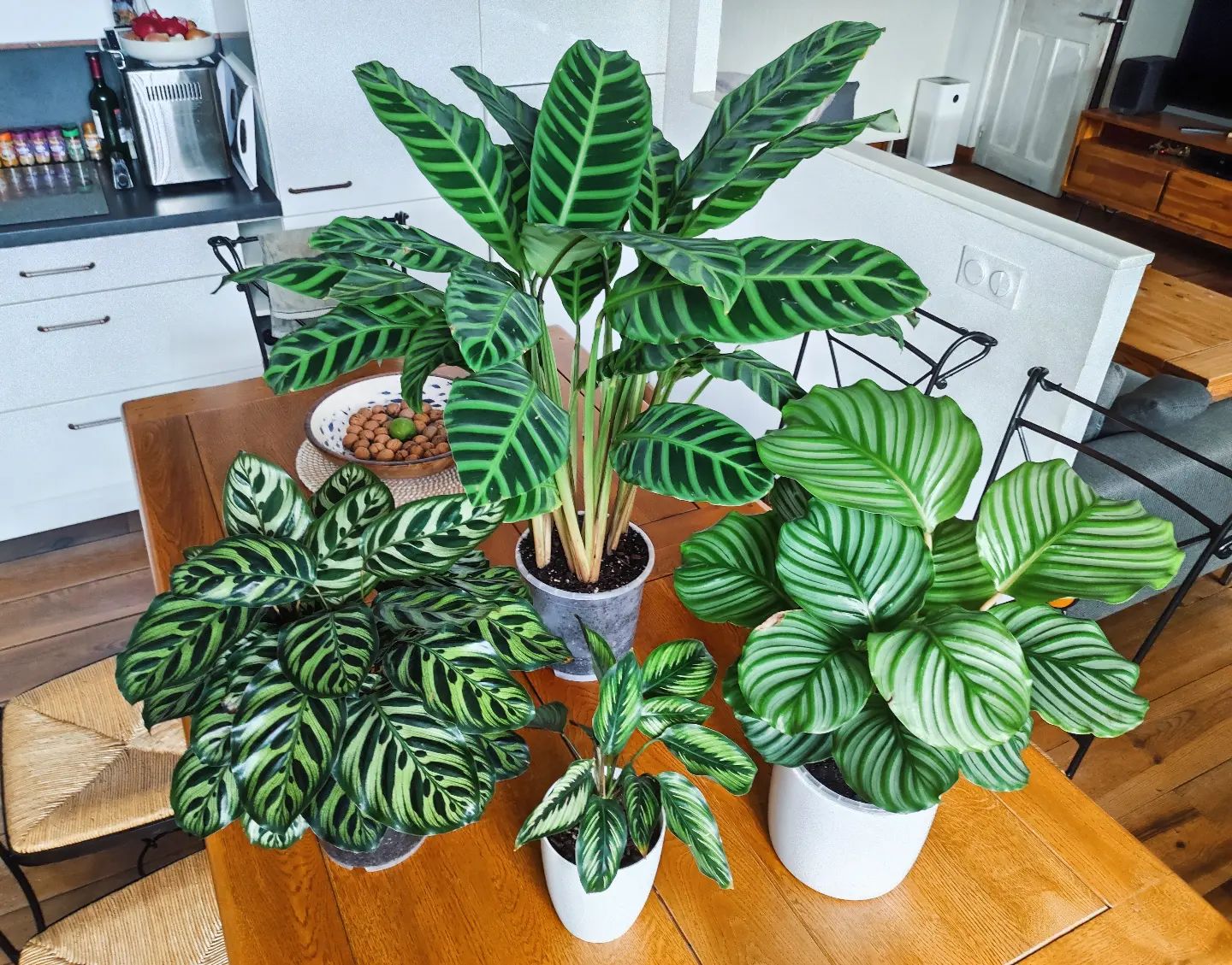 Calathea Zebrina (Zebra Plant) Care + Tips! | Plantcarefully