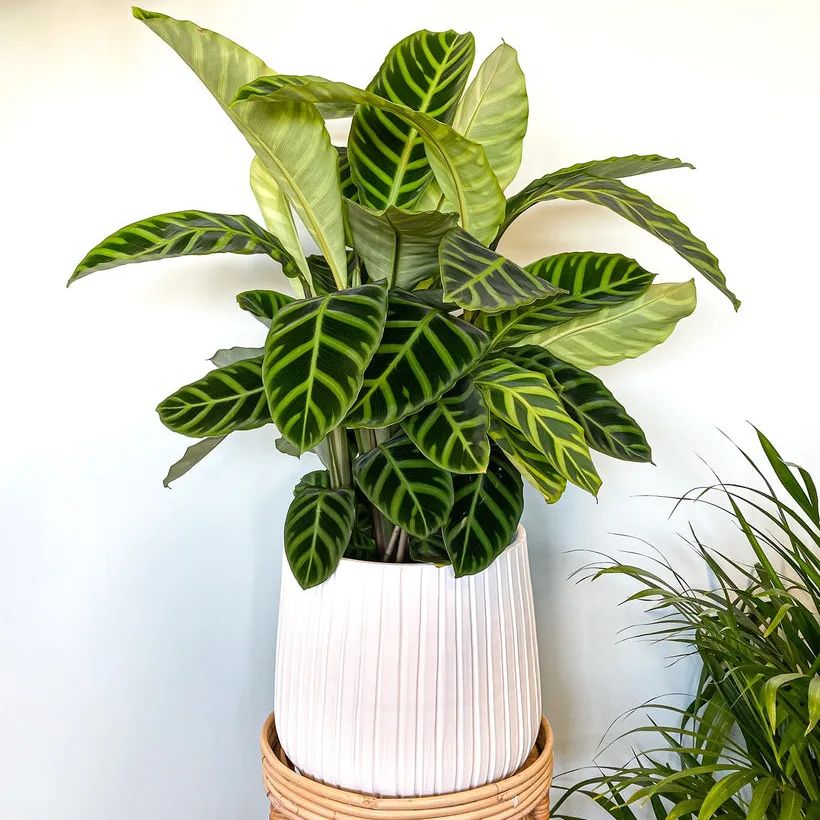 Calathea Zebrina (Zebra Plant) Care + Tips! | Plantcarefully