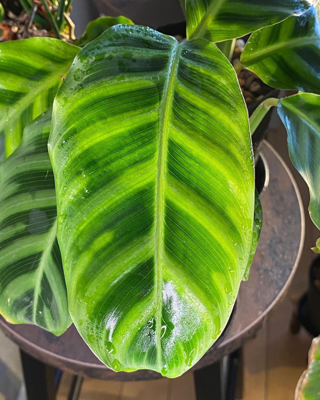 Calathea Zebrina (Zebra Plant) Care + Tips! | Plantcarefully